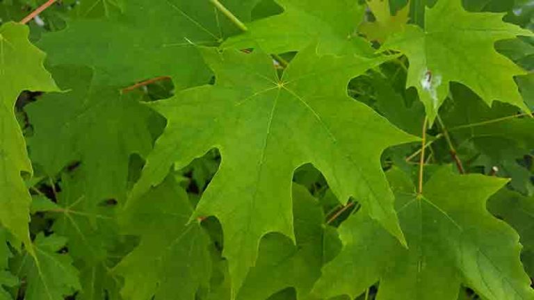 Acer saccharum, ¿jarabe de arce? Te vendo plantas de arce azucarero.