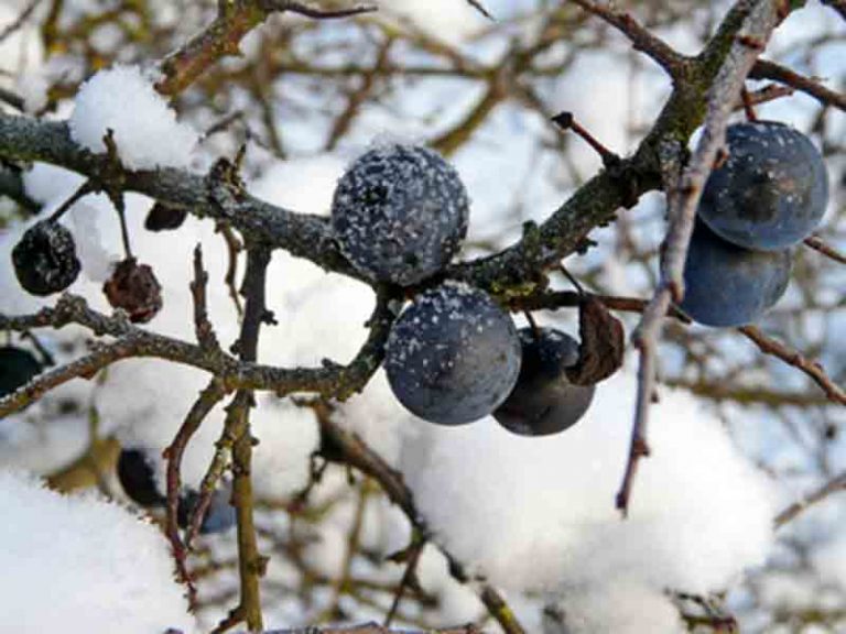 Endrinas como cultivarlas y hacer tu pacharán casero.